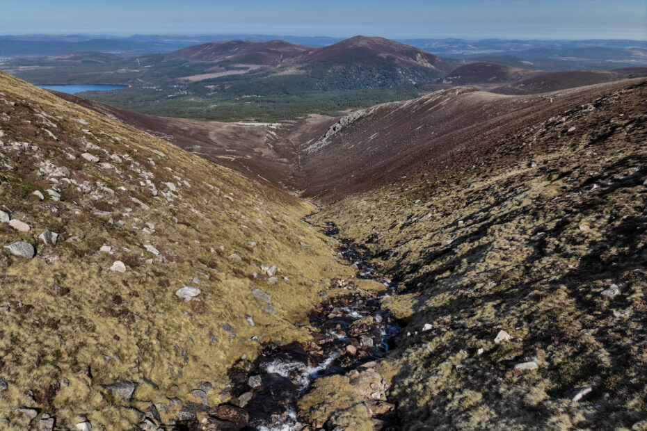 Montane Woodland to Return to Cairngorm Mountain in Landmark ...