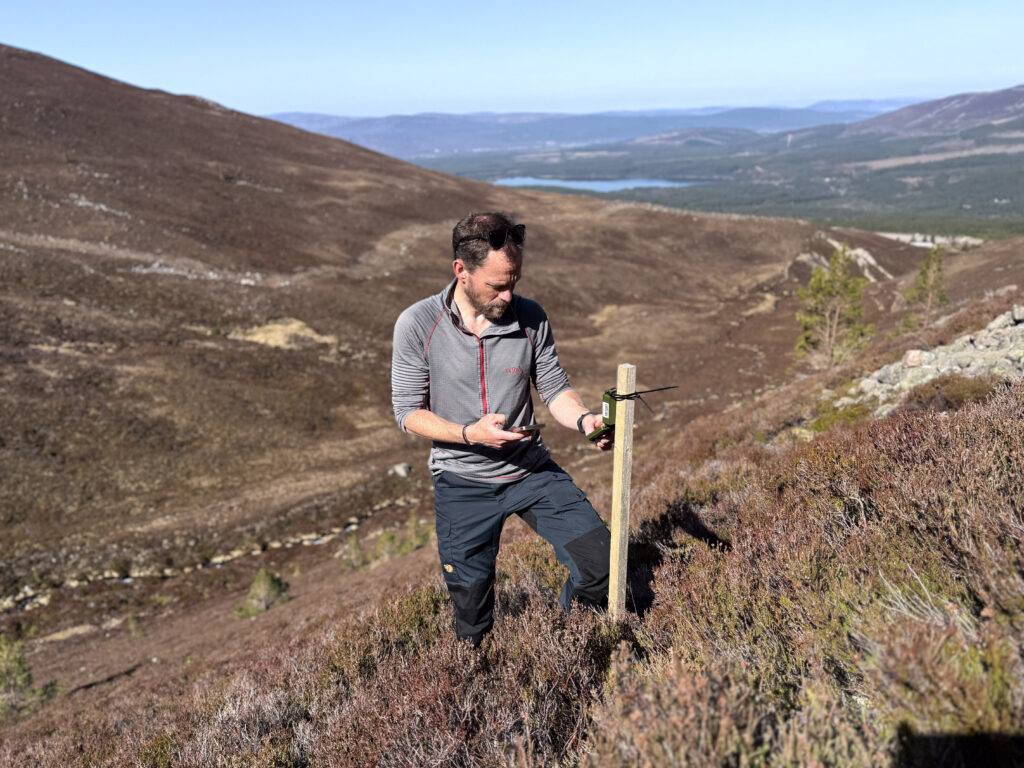 Montane Woodland to Return to Cairngorm Mountain in Landmark ...